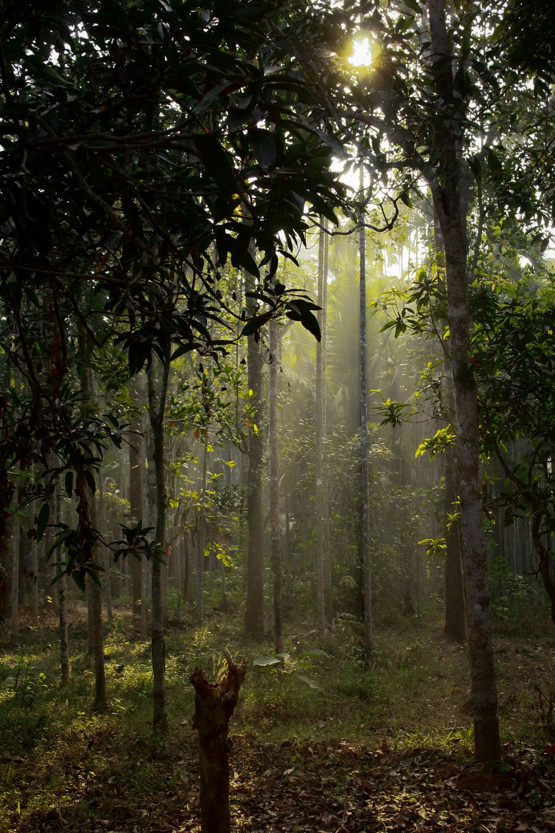 Basna Hakkim Vattoli's post on Goodwall - It's my birthday 🥳. As it's ...