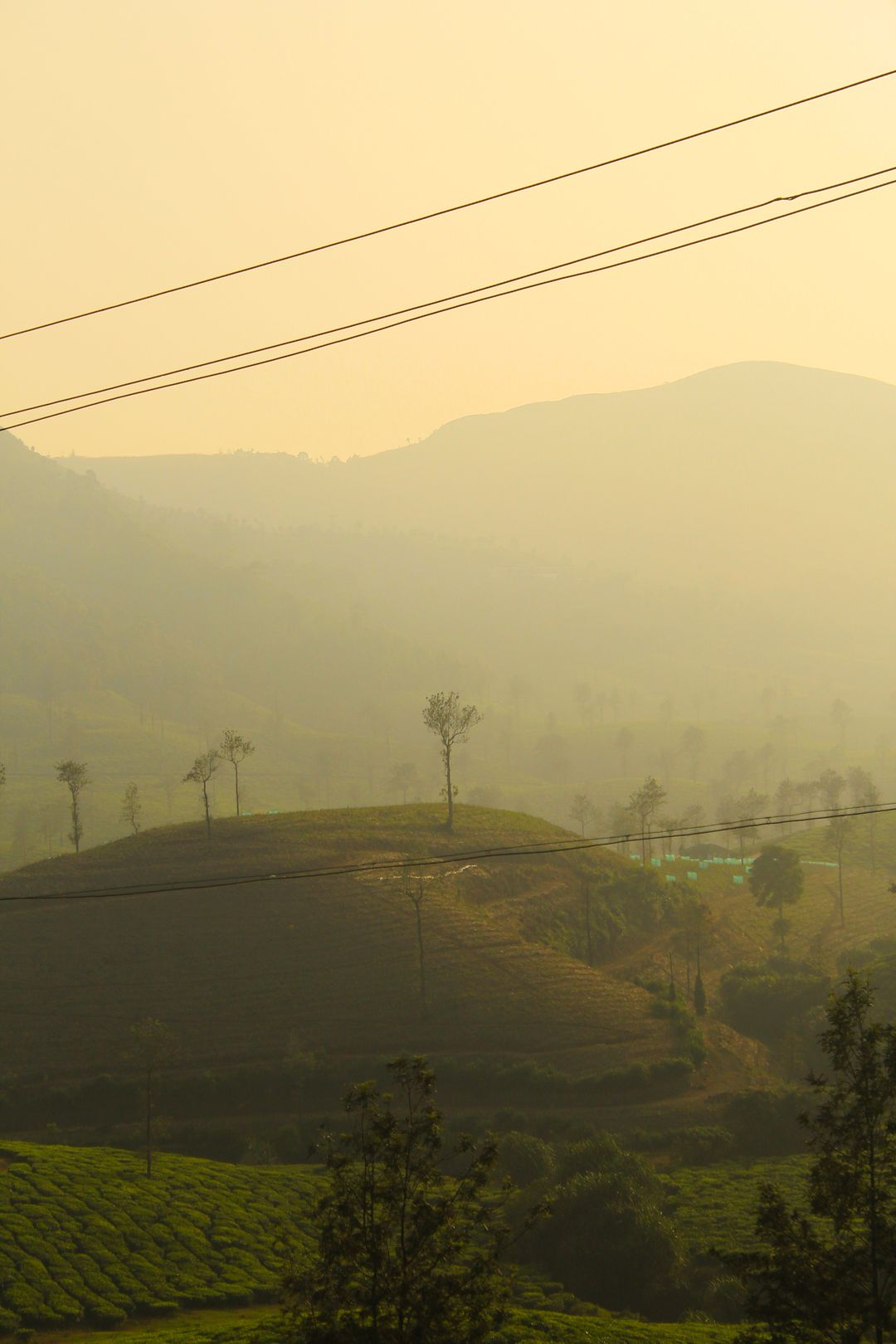 Basna Hakkim Vattoli's post on Goodwall - Theiyila Thottam (tea ...
