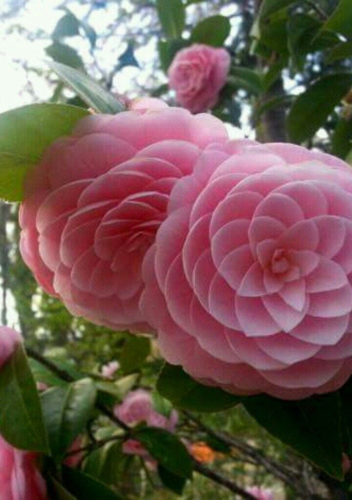 Devishree Sivaraman's post on Goodwall - drew my first seminar diagram of plant cell🌿🌱and ...