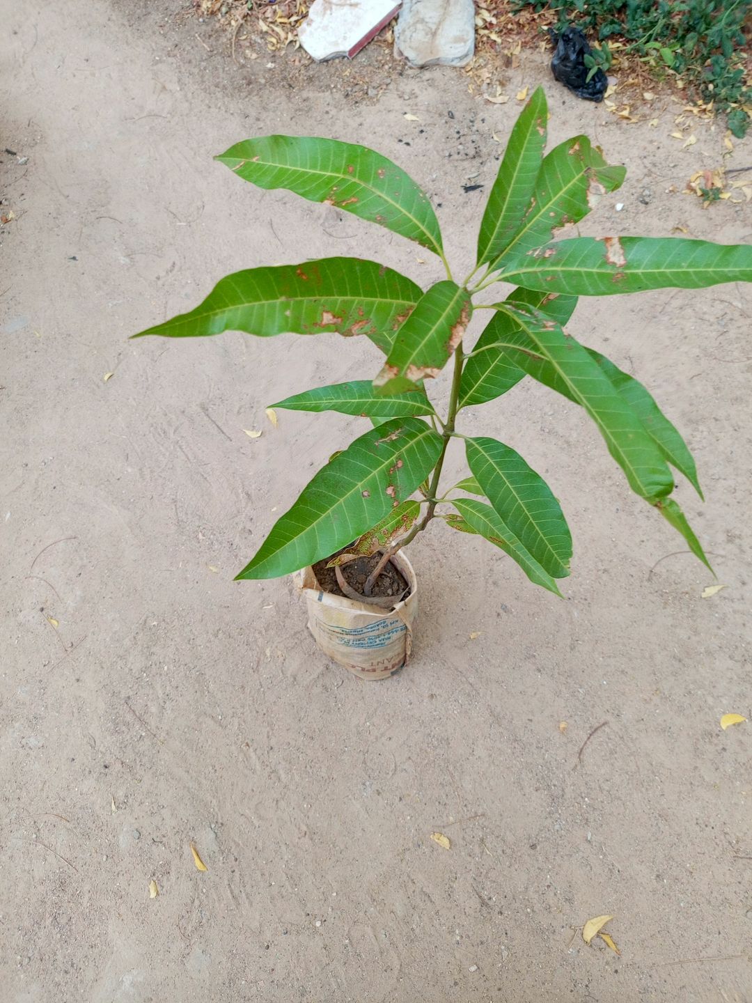 Aliyu Shehu's post on Goodwall - This Mango tree was planted on 15th ...