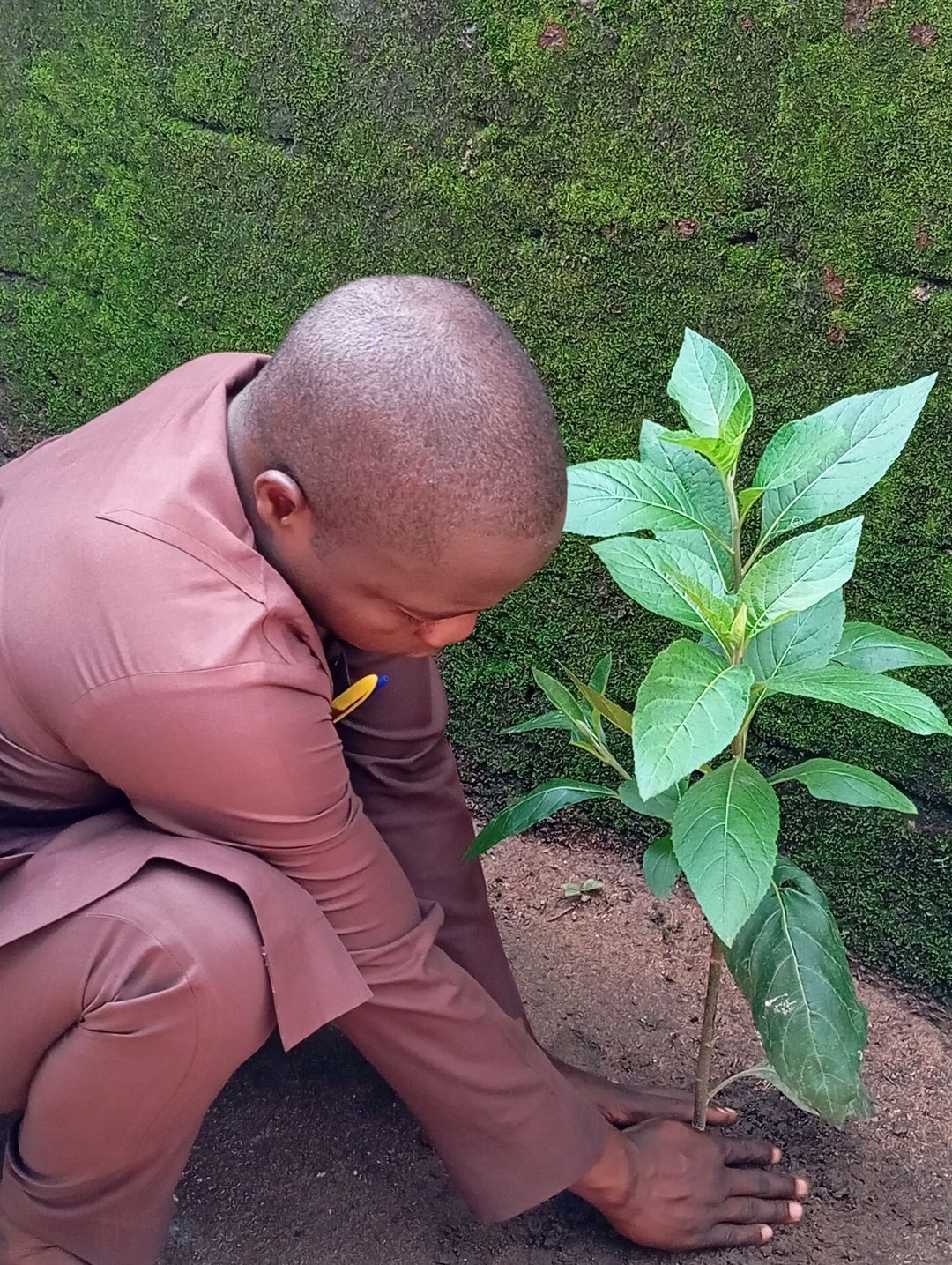 Anas Hamza Lanko's post on Goodwall - One mature tree can absorb up to ...