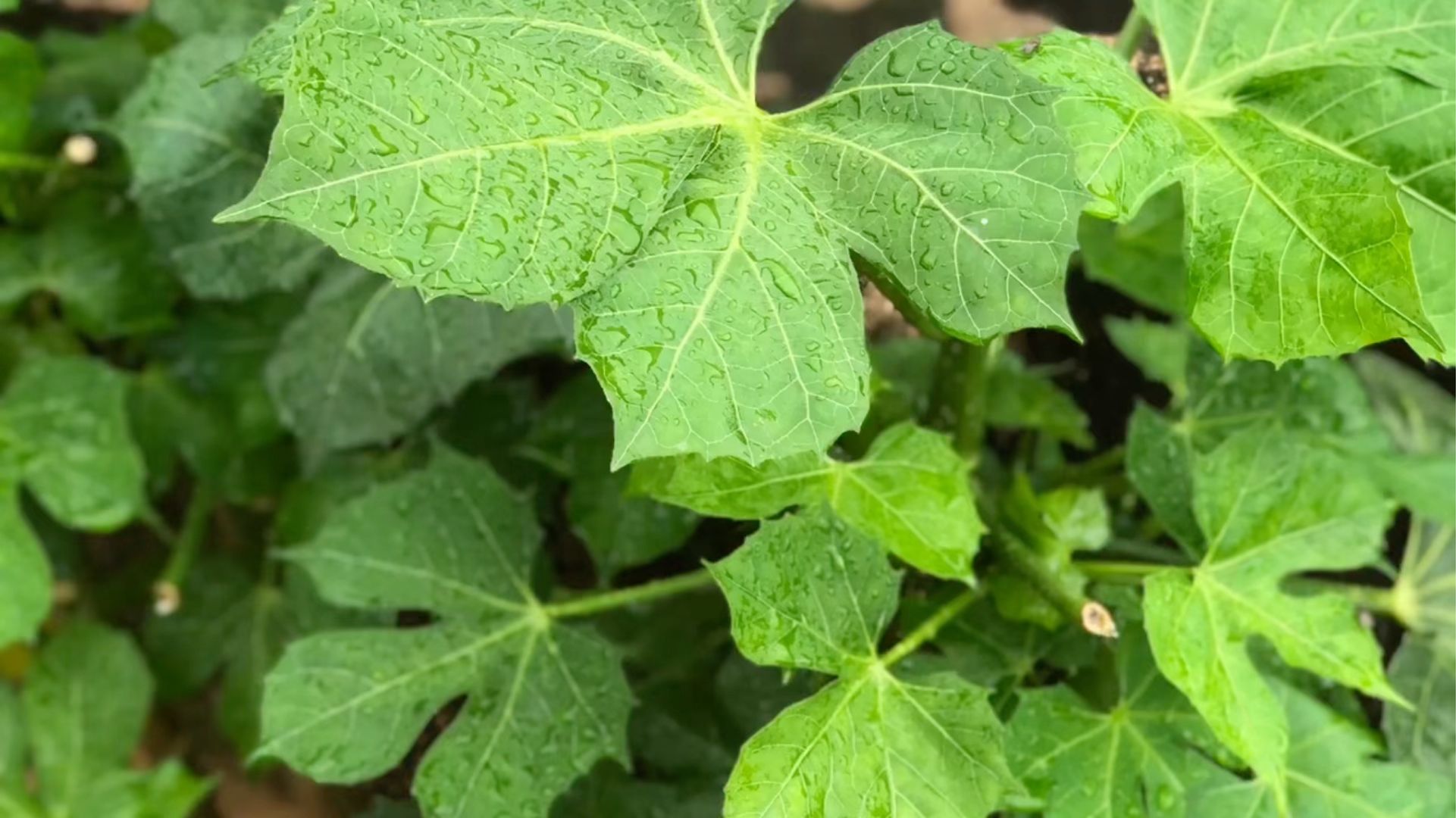 Halima Nwaokolo's post on Goodwall - The Chaya plant has several ...