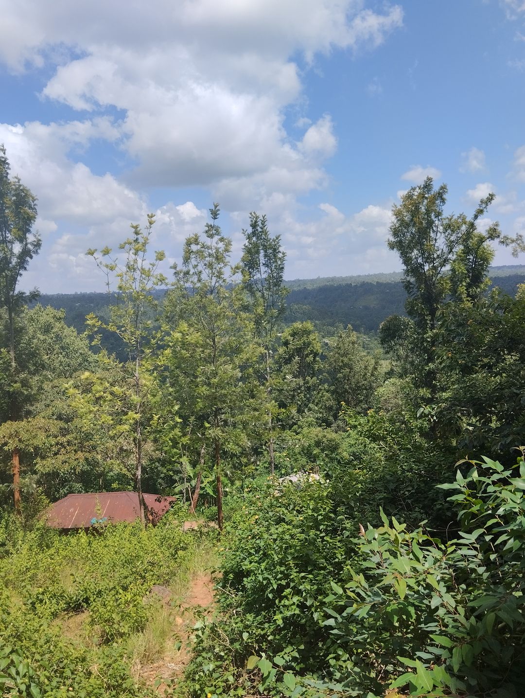 Lisper Gatwiri's post on Goodwall - Hello I'm Lisper Nyaga from Kenya ...