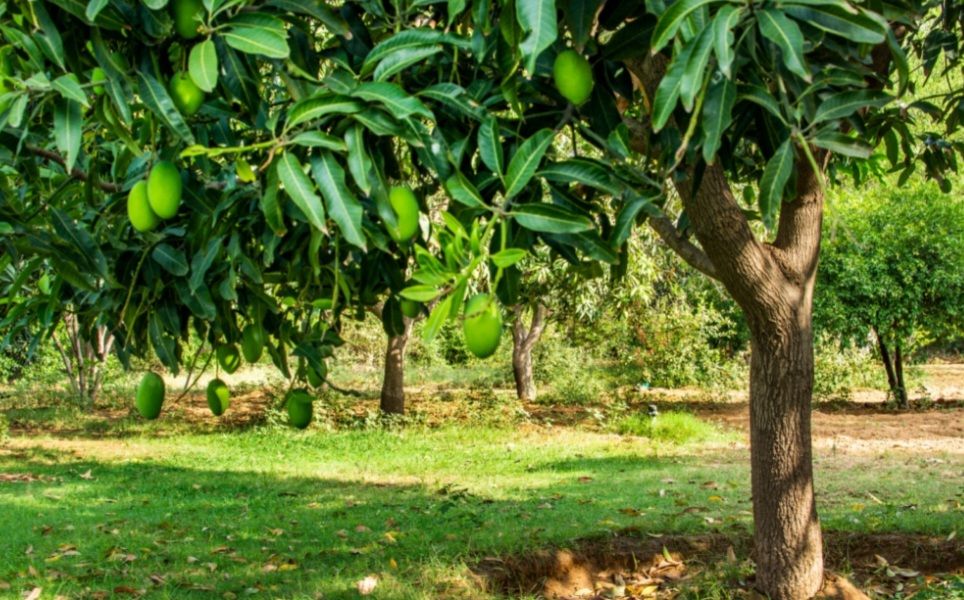 Memory Chaima's post on Goodwall - BENEFITS OF MANGO TREE 1. Mango tree ...