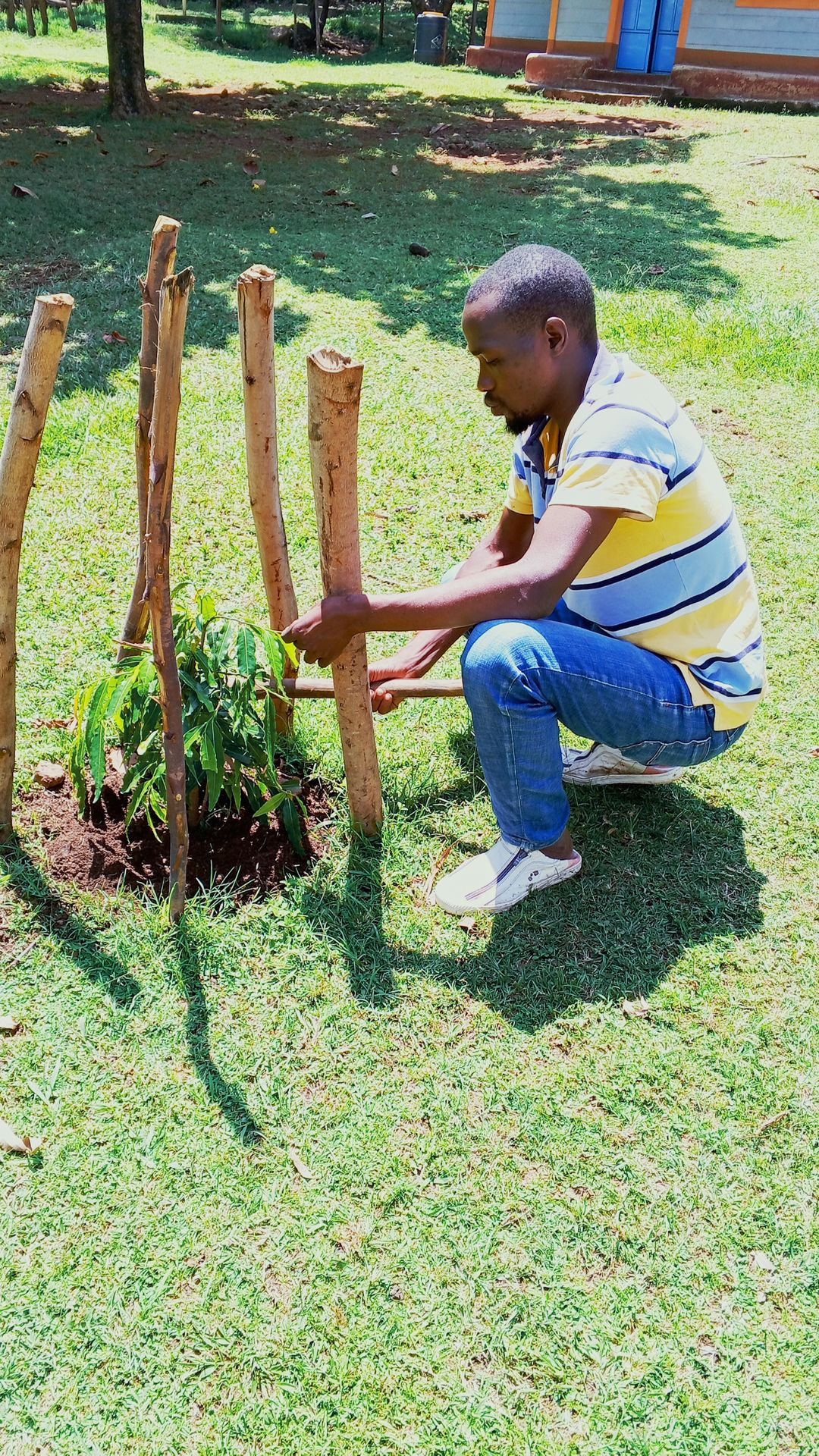 Erick Okoth's post on Goodwall - Meet Saraca asoca, the Ashoka tree 🌳 A ...