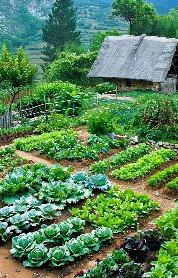 Silindokuhle Nothile's post on Goodwall - A backyard garden, a seed of ...