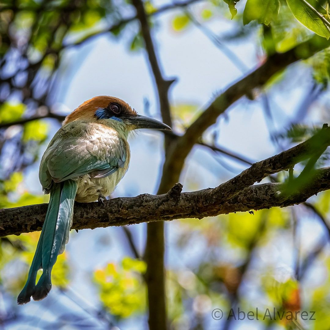 Abel De Jesus Alvarez Jiménez's post on Goodwall - Momoto Corona Canela ...