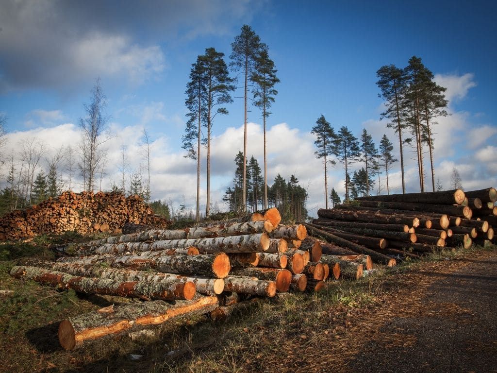 Sandile Mncube's post on Goodwall - Say no to deforestation because as ...