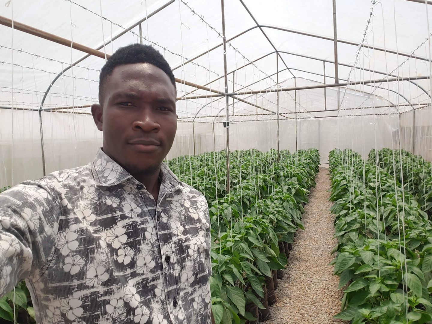 Abanda Samuel's post on Goodwall - The growing population needs food. I do greenhouse farming to ...