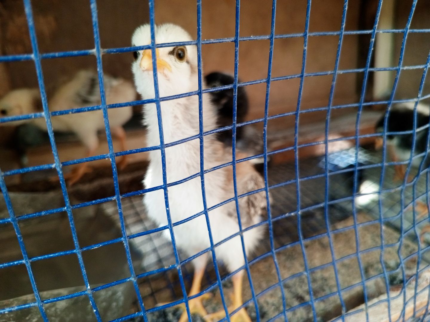 Grace Johnson's post on Goodwall - The chick caught me taking a picture ...