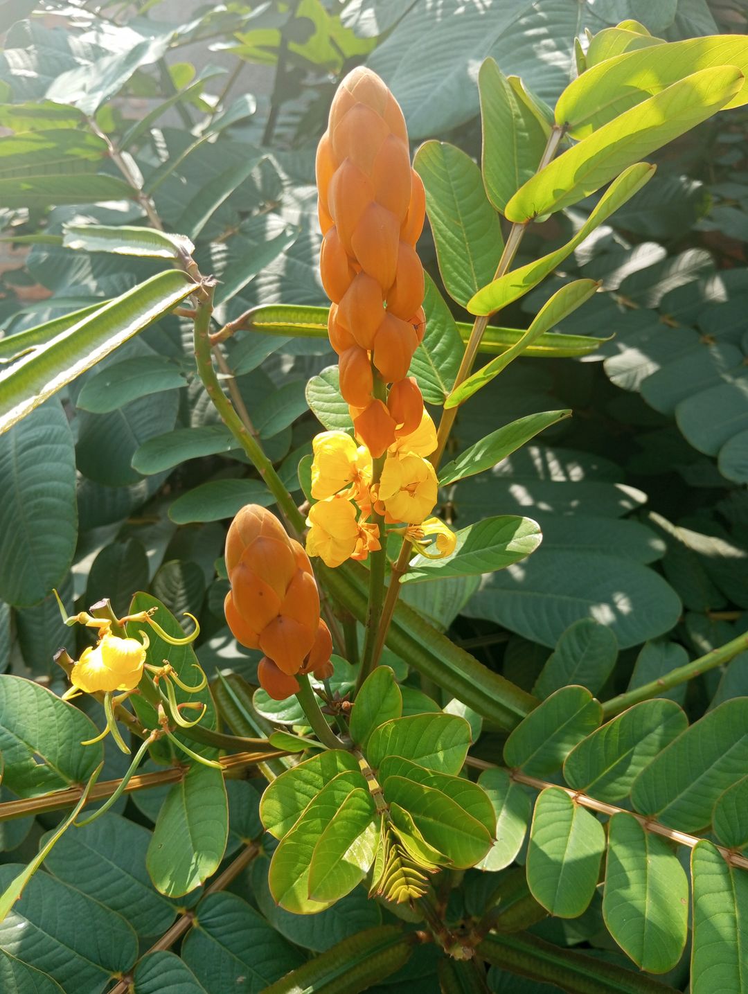 Rukundo Audrey's post on Goodwall - A burst of beauty in every petal ...