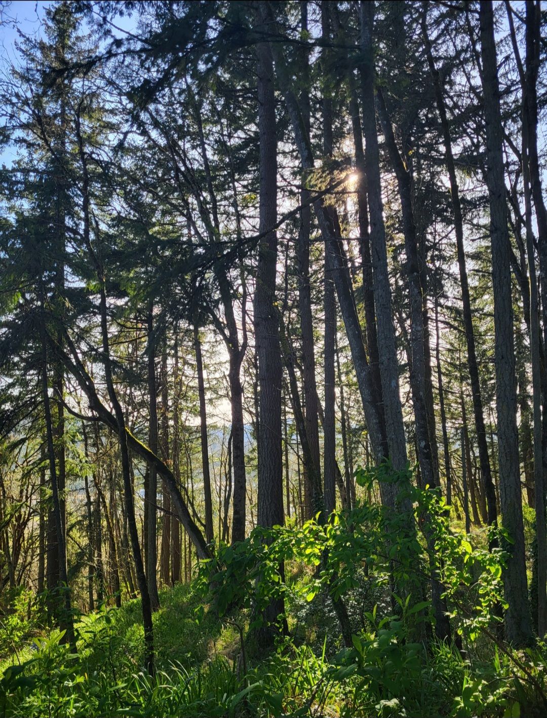 Western Fires's post on Goodwall - The forests and wooded areas in ...