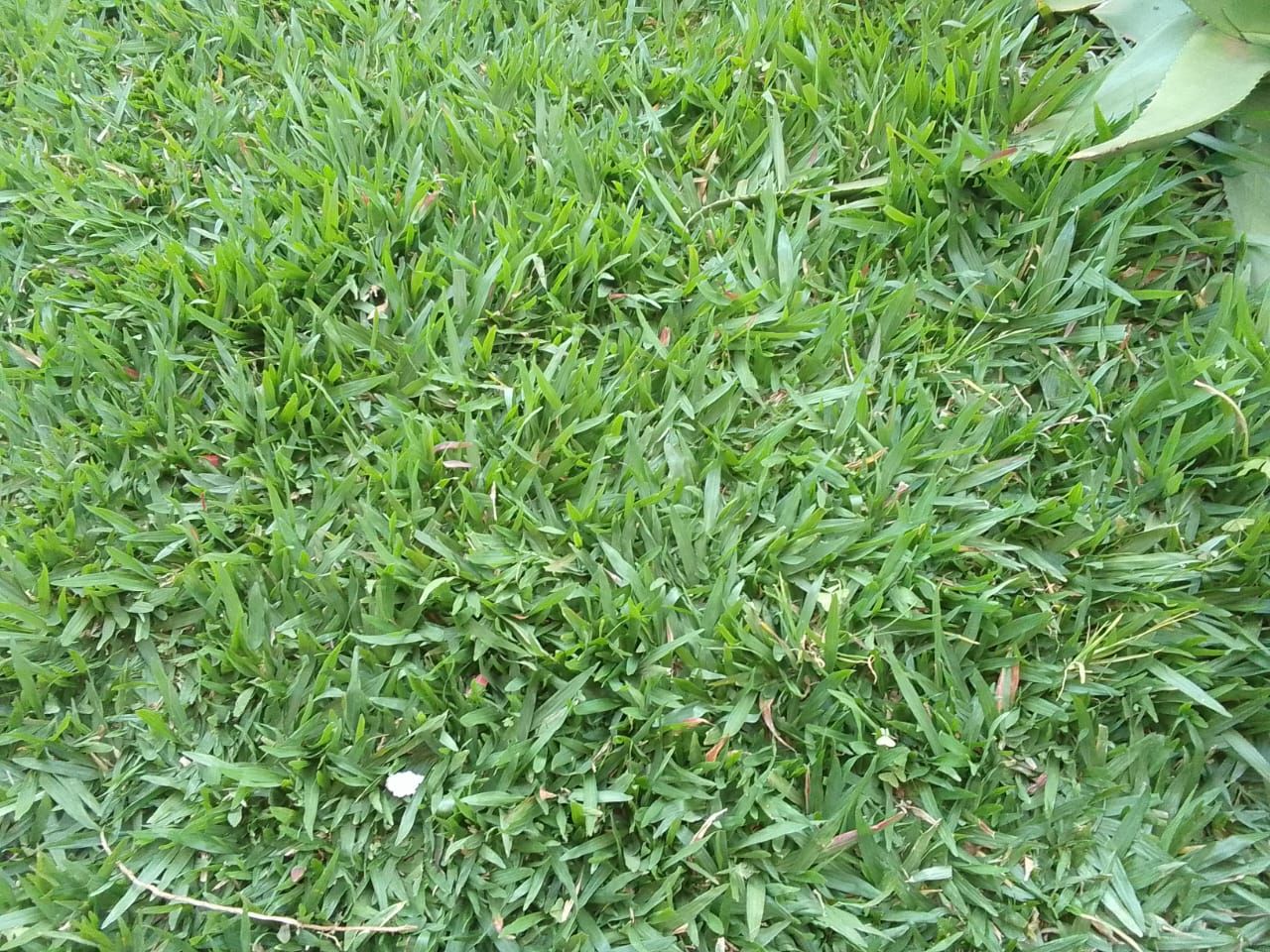 Duke Nyamwaro's post on Goodwall - This is Pemba grass they can grow ...