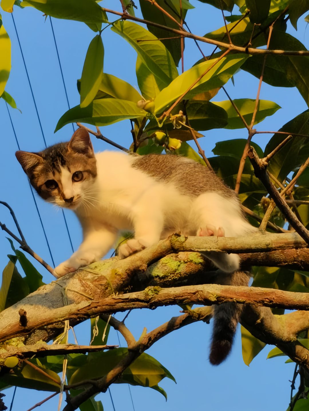 Mahesa Herlambang's post on Goodwall - A cat is climbing a guava tree ...