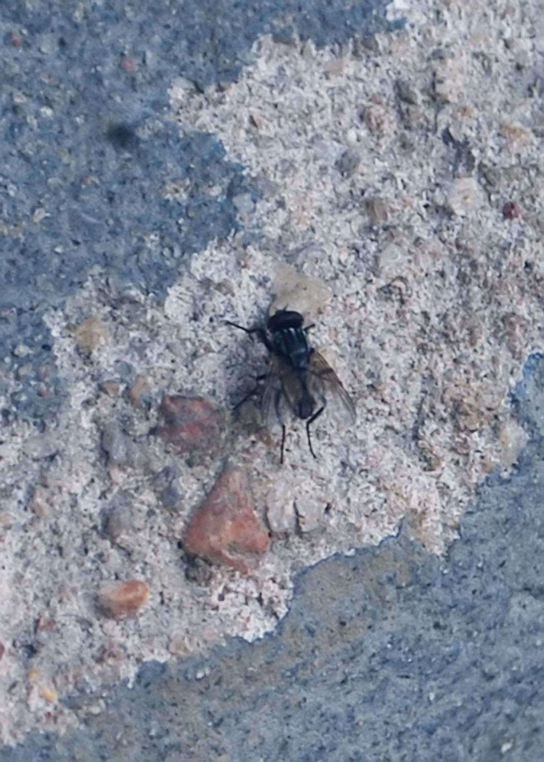Precious Friday's post on Goodwall - The fly in the picture is a unique creature, it size doesn ...