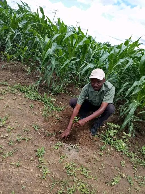 Thabo Ernest Radebe's post on Goodwall - #PlantATree I'm planting this ...