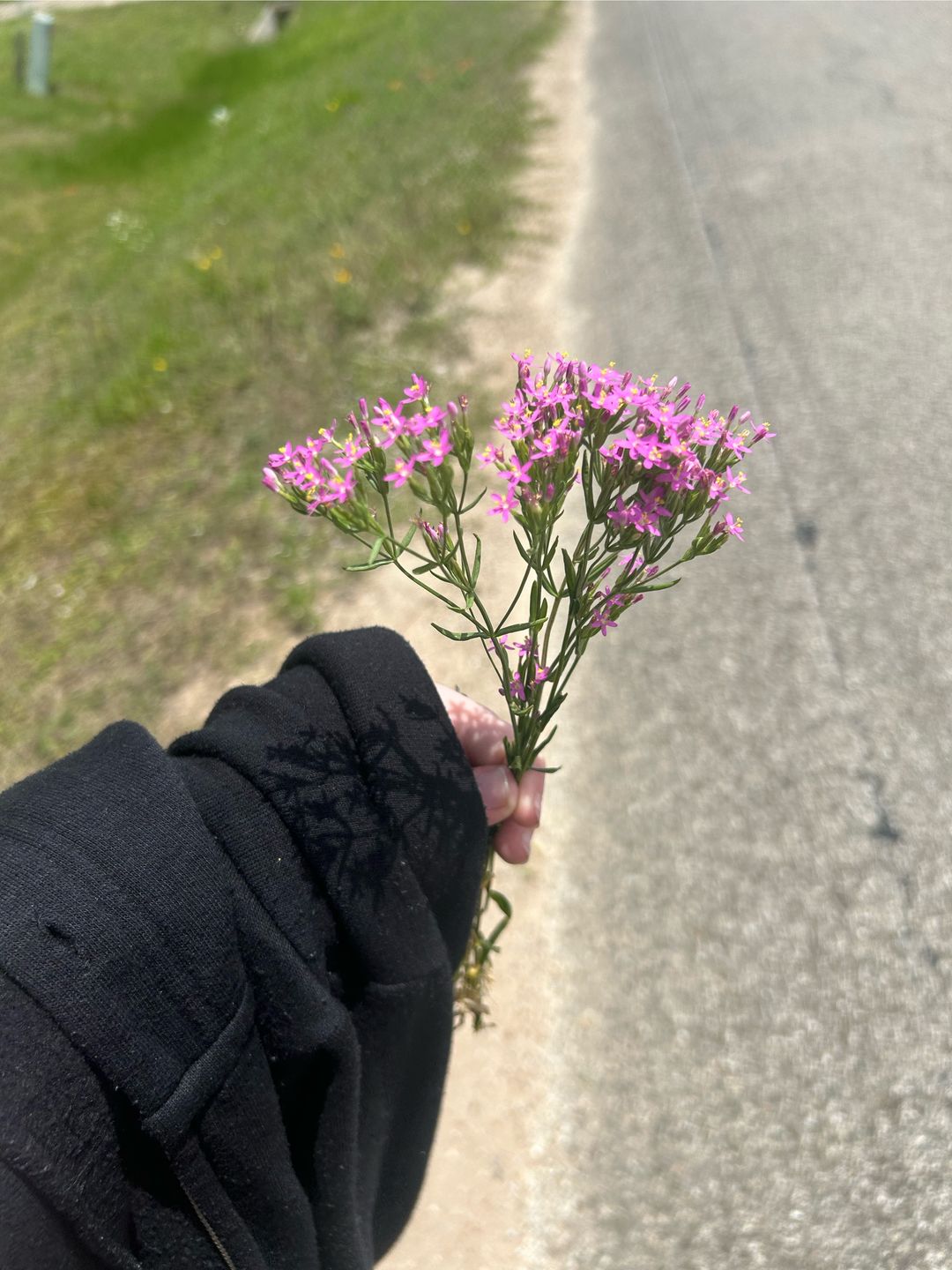 Jadie Voss's post on Goodwall - i love flowers and the uniqueness of ...