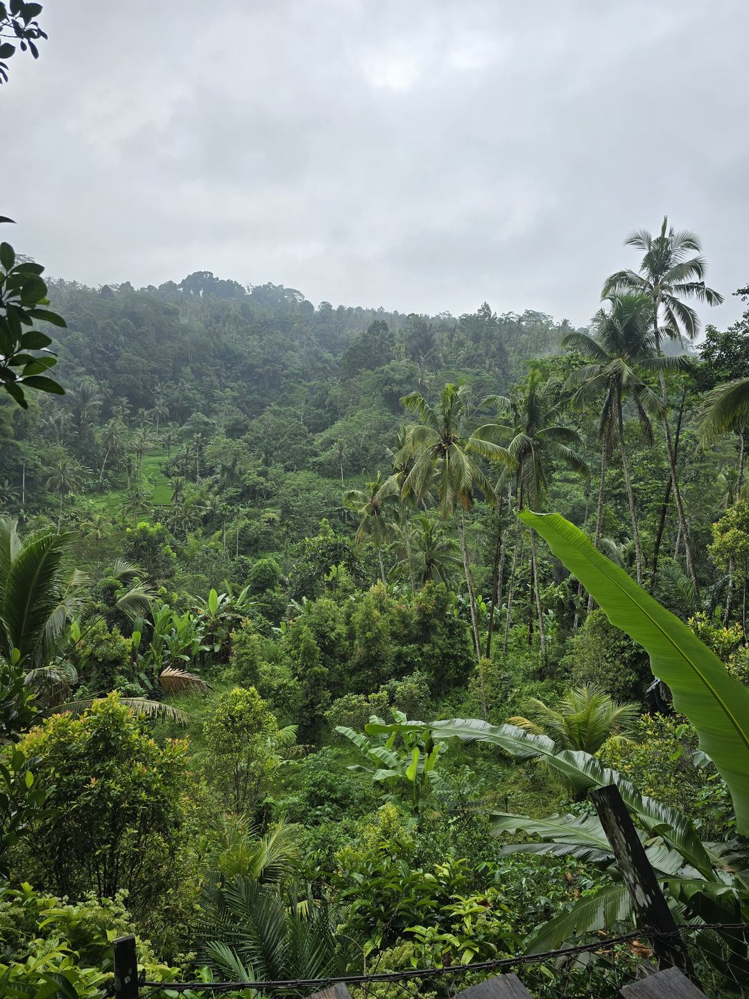 Brian Franco's post on Goodwall - The beautiful greenery a masterpiece ...