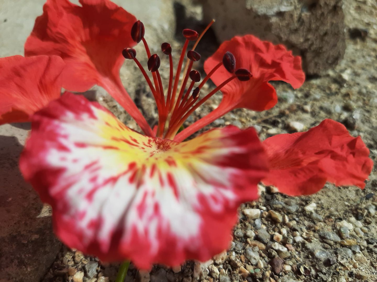 Bambee Dangiwa's post on Goodwall - This is the Flamboyant flower and ...