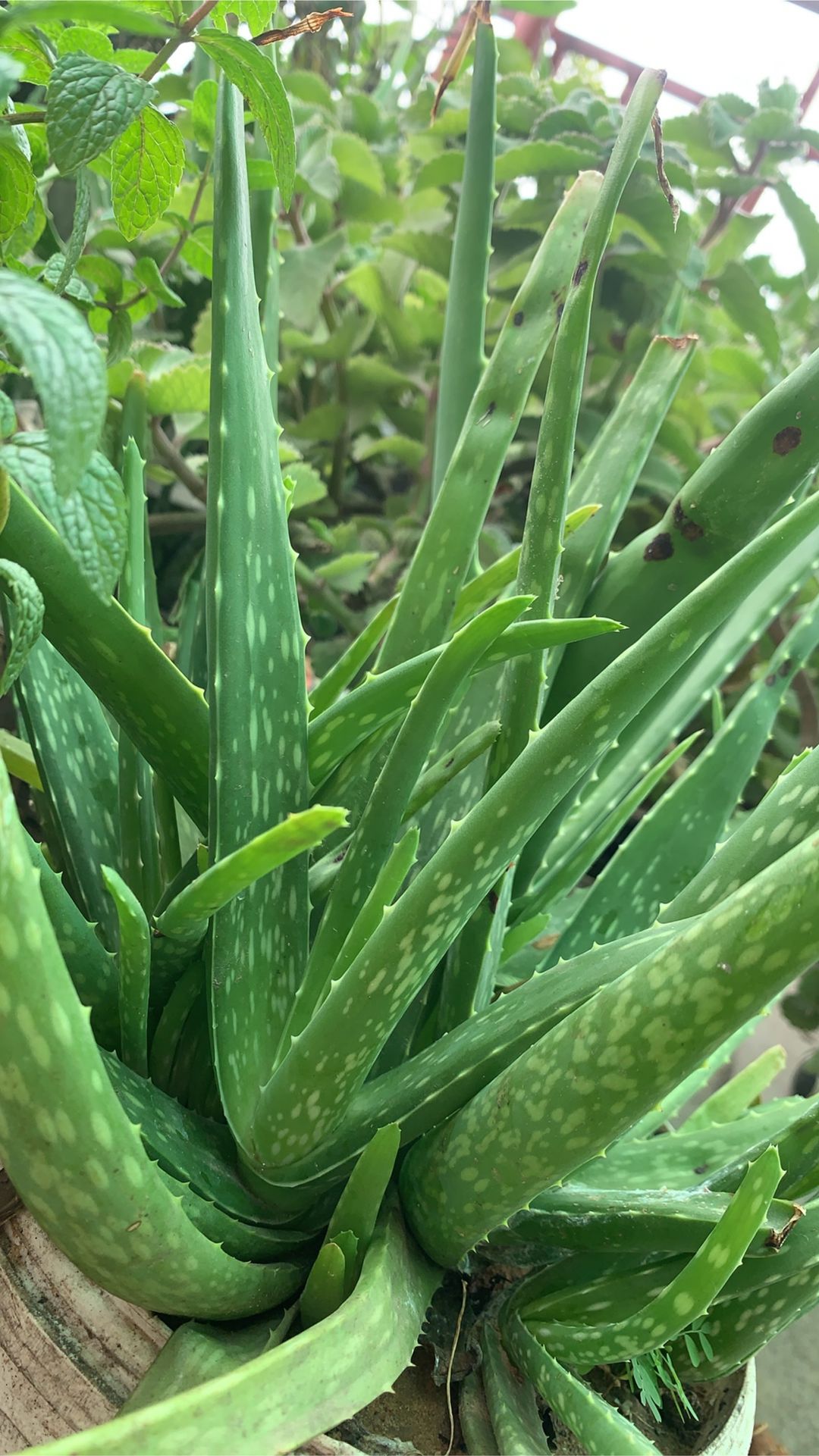 Jephthah Amardu Konu's post on Goodwall - The magical aloe vera with ...