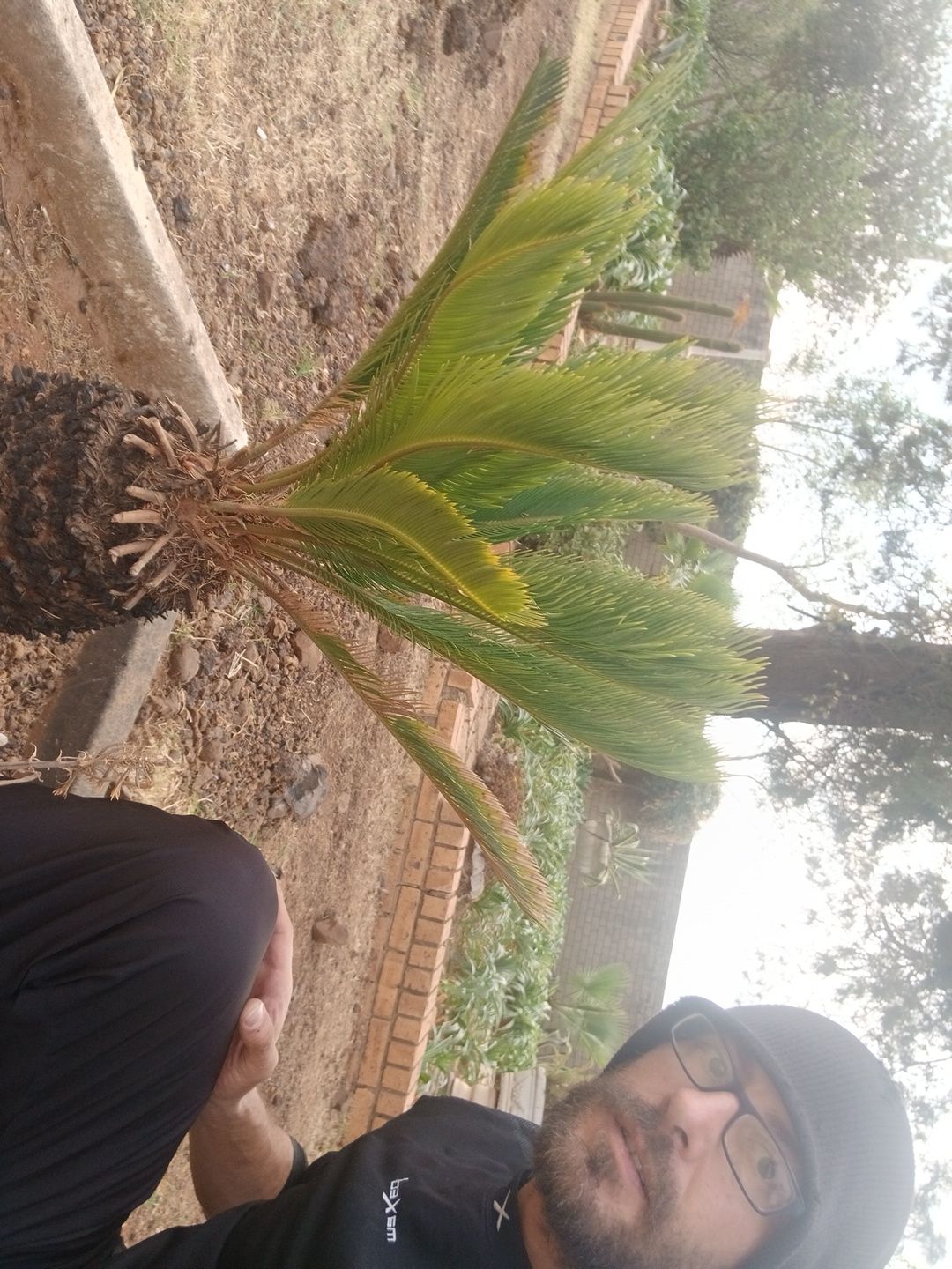 Rowan Israel's post on Goodwall - The plant in the image is a Sago Palm ...