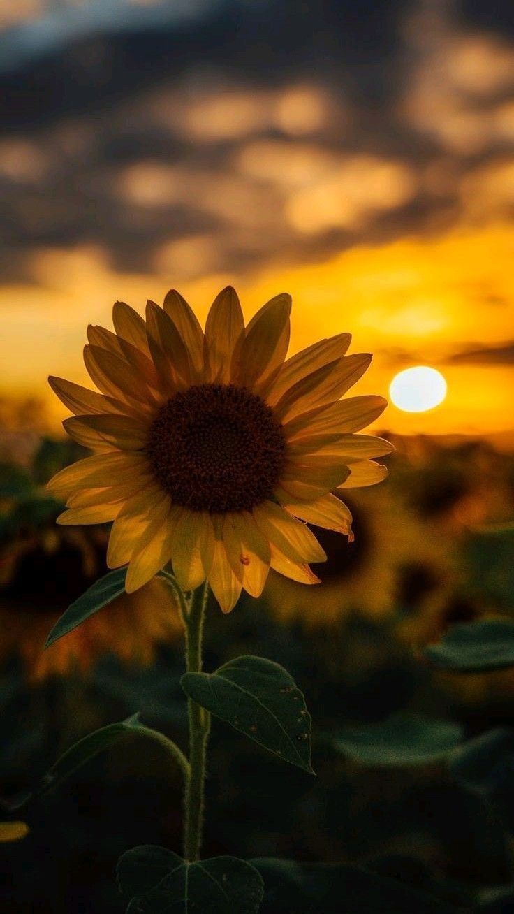 Lo Tus's post on Goodwall - This photo captures a sunflower standing ...