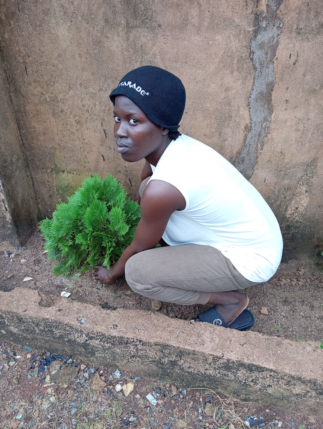 Ebohon Aimalohi's post on Goodwall - This is conifer tree I am planting ...