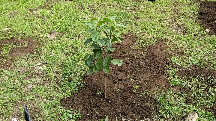 Joseph Brownson's post on Goodwall - a guava plant I planted in freshly ...