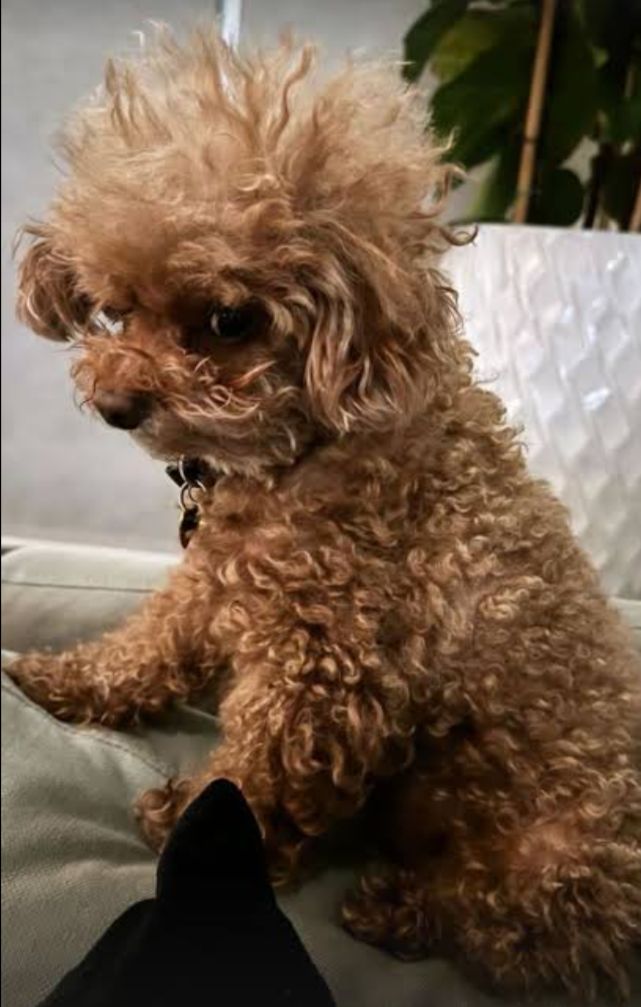 Azubuike Kingsley's post on Goodwall - My dog was sick and refused to ...