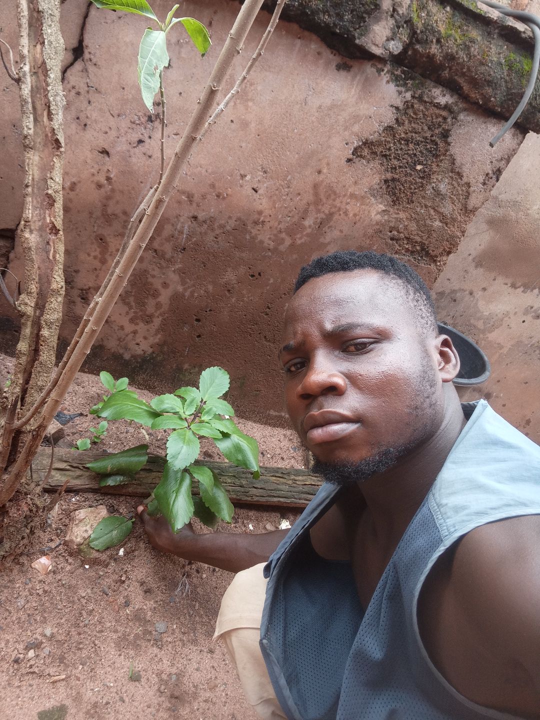 Nwogbal Kosisochukwu Friday's post on Goodwall - This tree is called ...