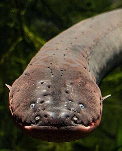 Seun Ademosu's post on Goodwall - Rare Animal :- (Electric eel) The ...