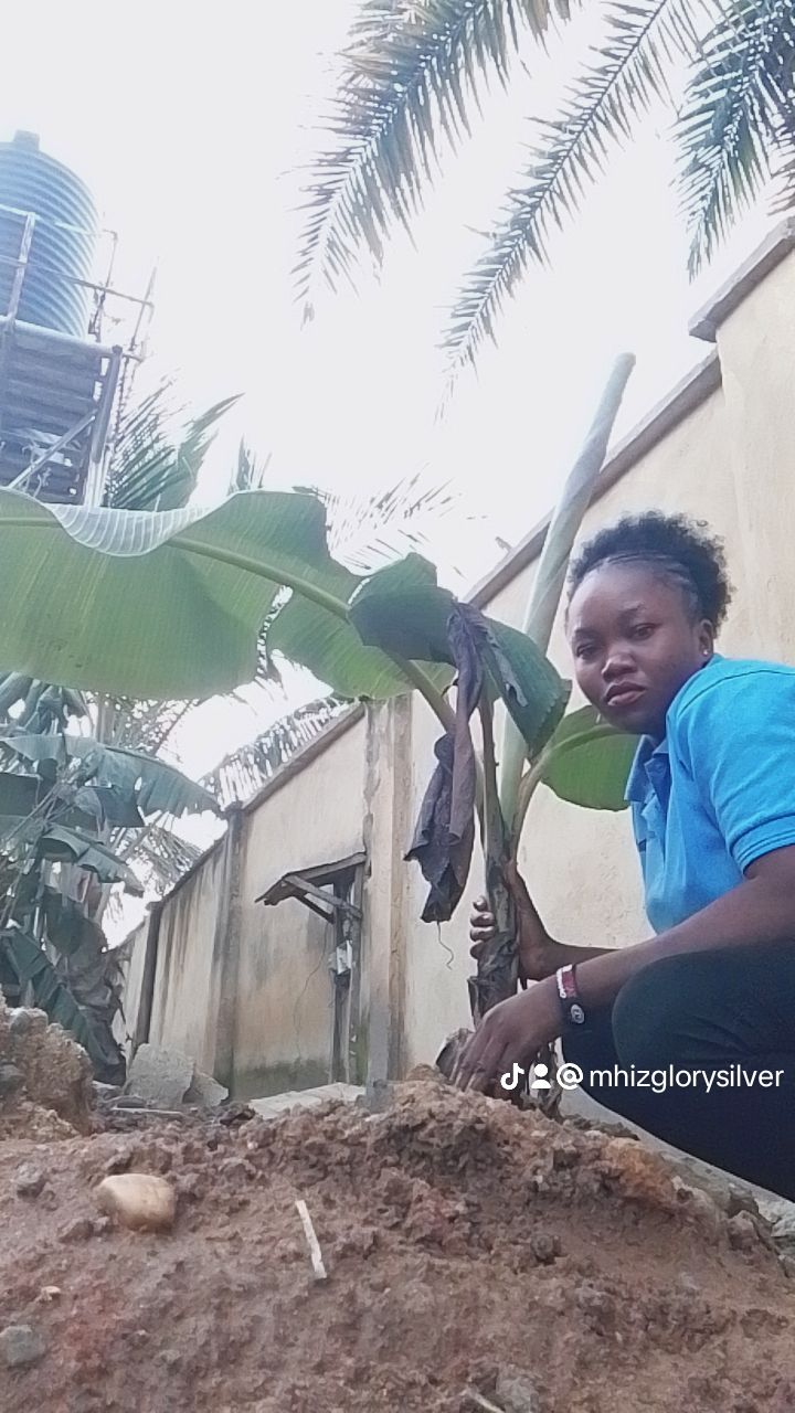Ishida Glory's post on Goodwall - This is a banana 🍌 tree. I planted ...