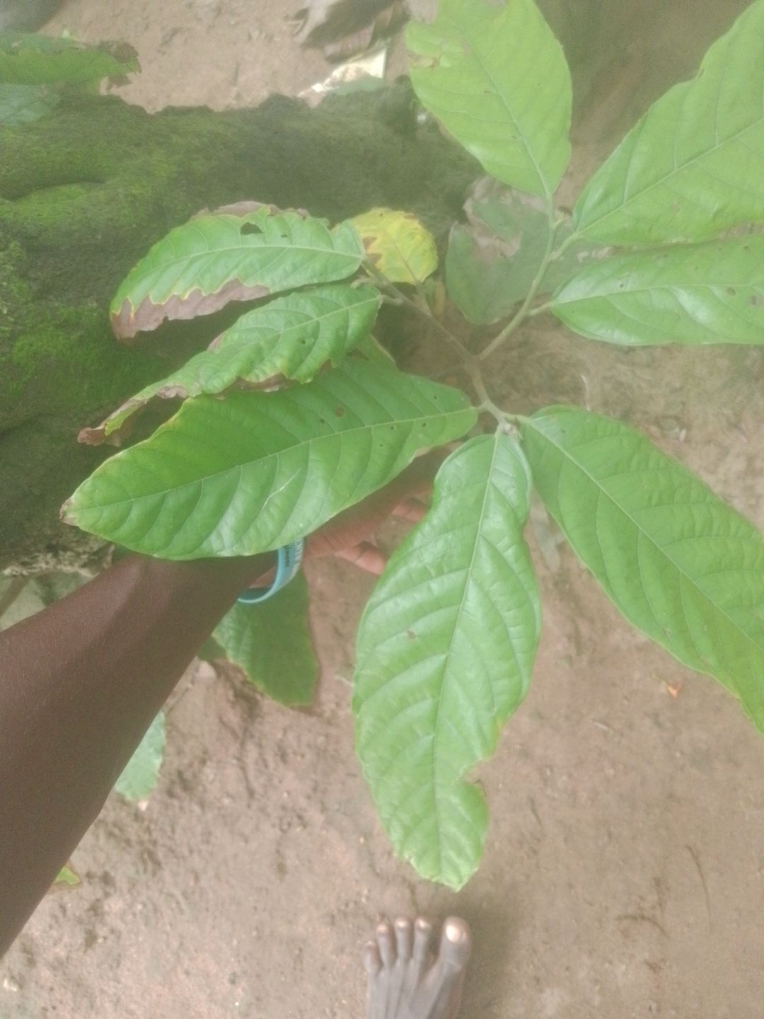 Rauf Muheez's post on Goodwall - This is a cocoa tree, aim to cultivate ...