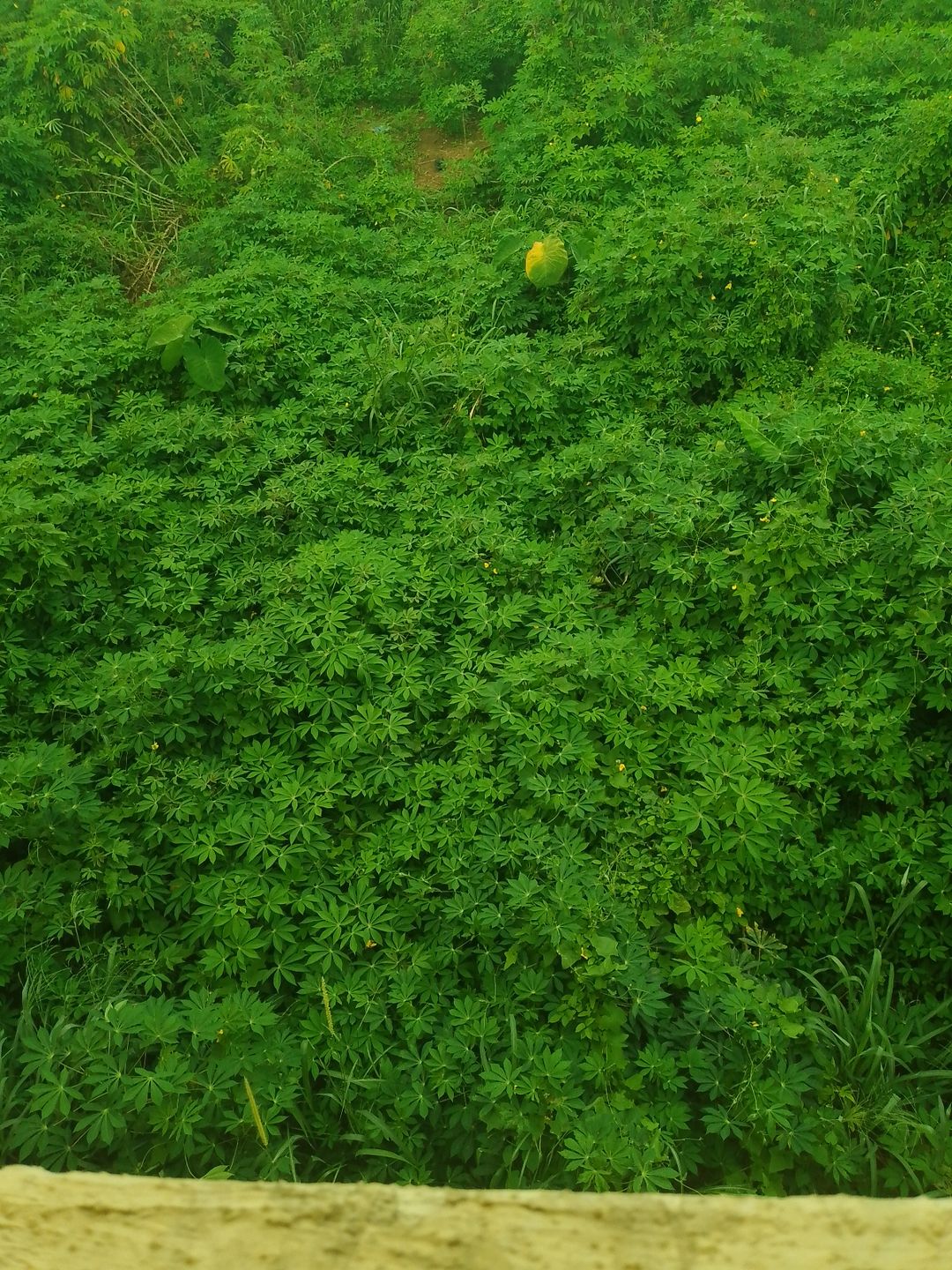 Amaka Mmaduabuchi's post on Goodwall - #PlantTrees I planted a cassava ...
