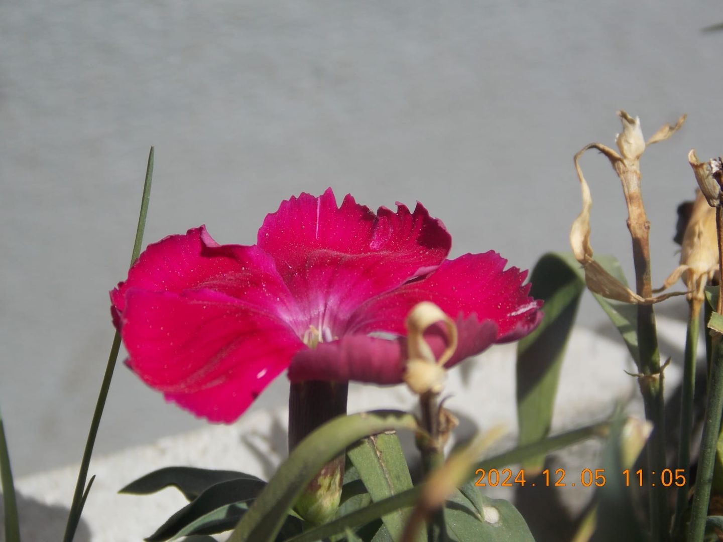 Ana Arandia's post on Goodwall - La clavelina (*Dianthus chinensis*) es ...