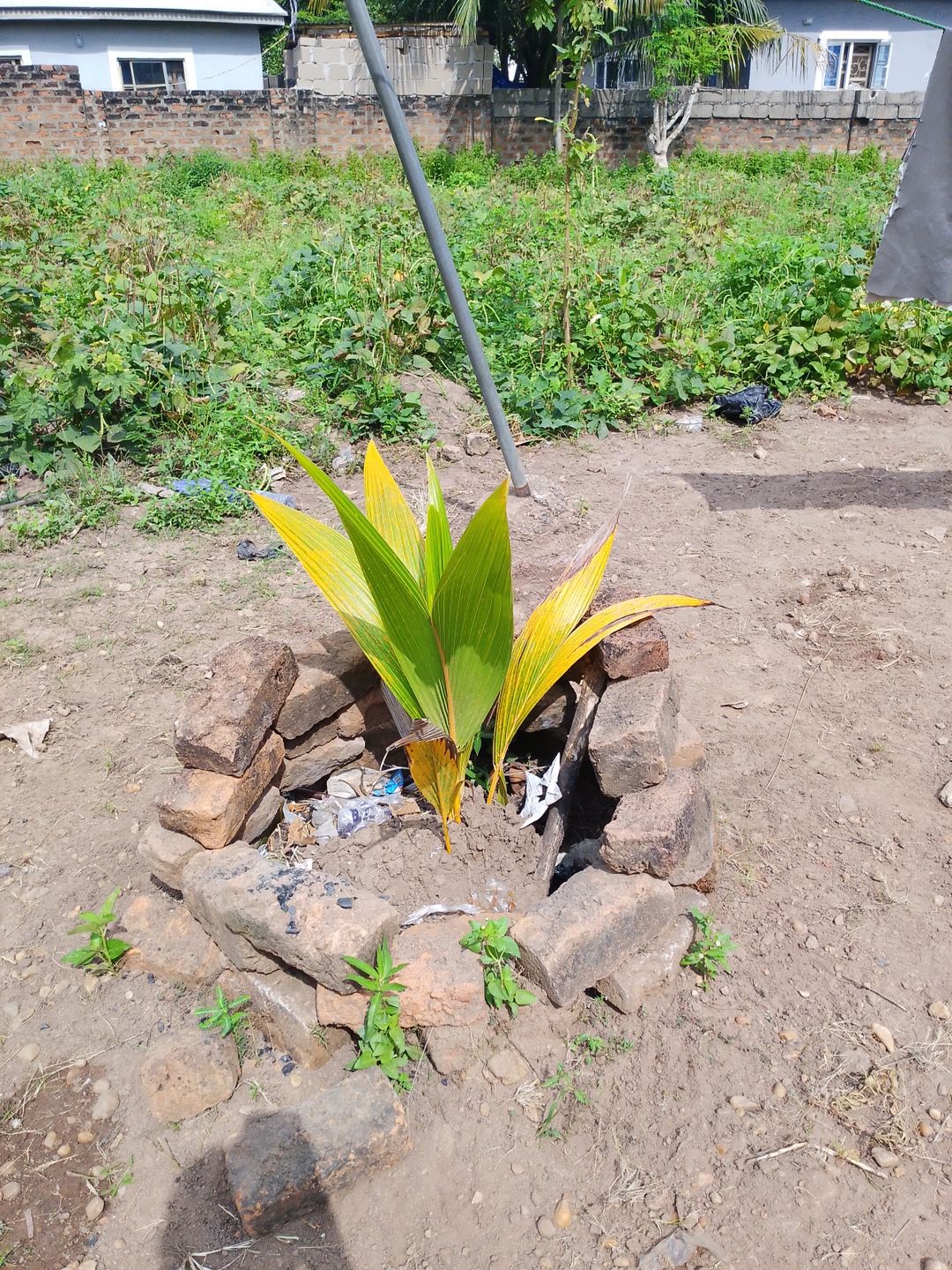 Vee Gold's post on Goodwall - The coconut tree(cocos nucifera) is a ...