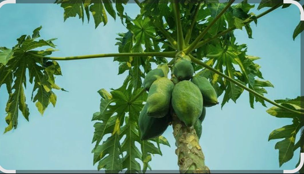 Dada Gideon Adeniyi's post on Goodwall - A pawpaw tree is a deciduous ...