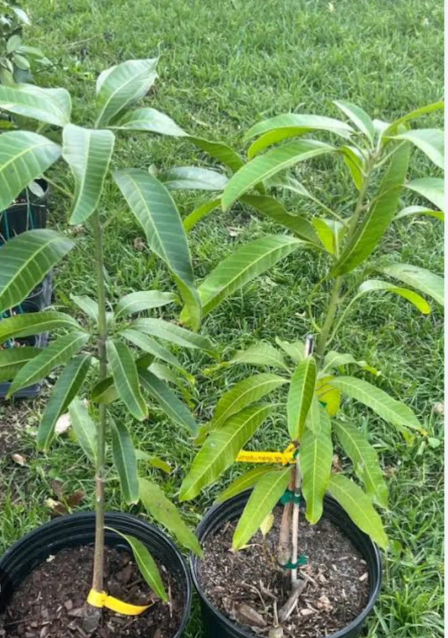 Victory Livinus's post on Goodwall - The mango tree (Mangifera indica ...