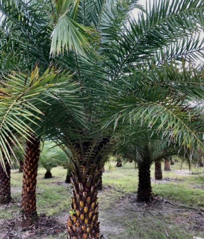 Joseph Shedrack's post on Goodwall - tPalm trees, especially the oil ...