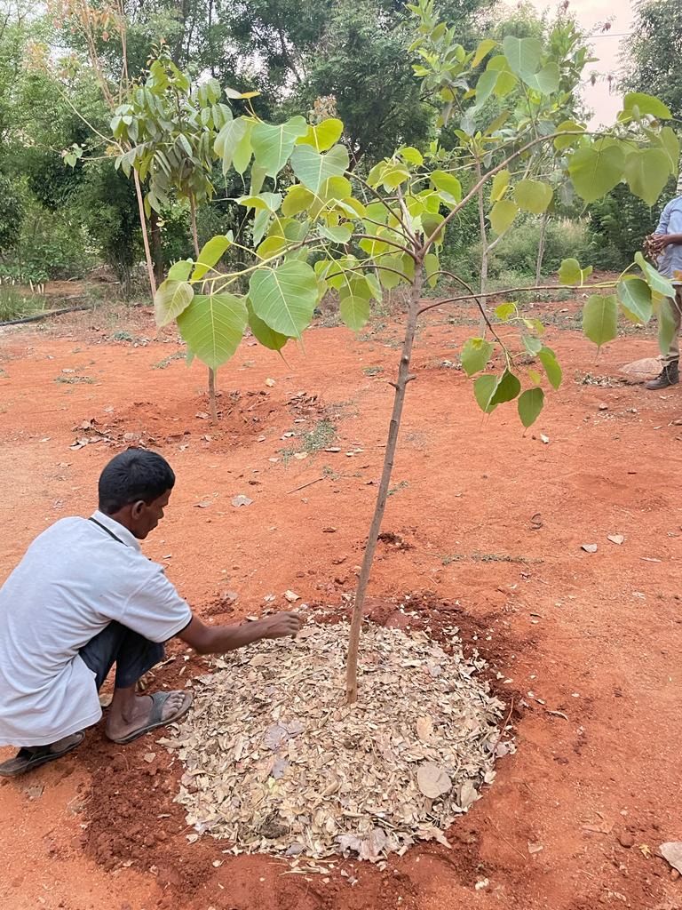 Rahinatu Shuaibu's post on Goodwall - This is peepal tree I planted it ...