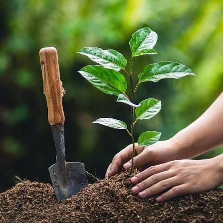 Fidelis Josiah's post on Goodwall - This shows a young plant being ...