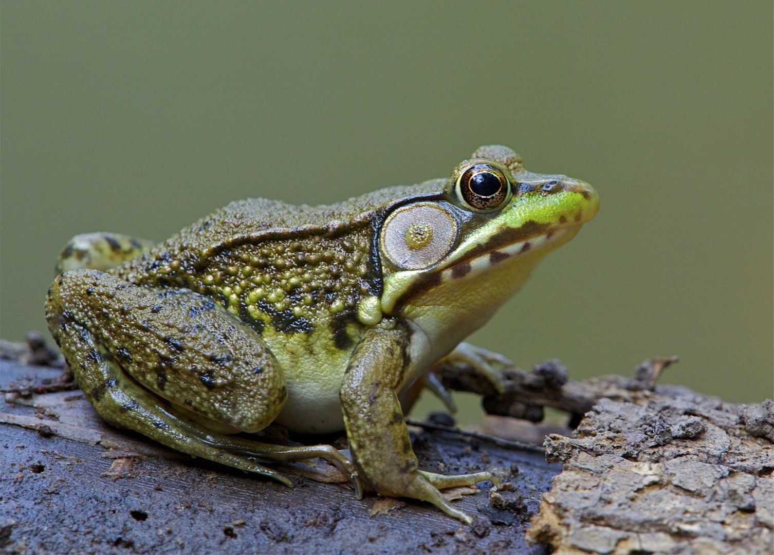 Aftab Ali's post on Goodwall - The scientific name for a frog is quite ...