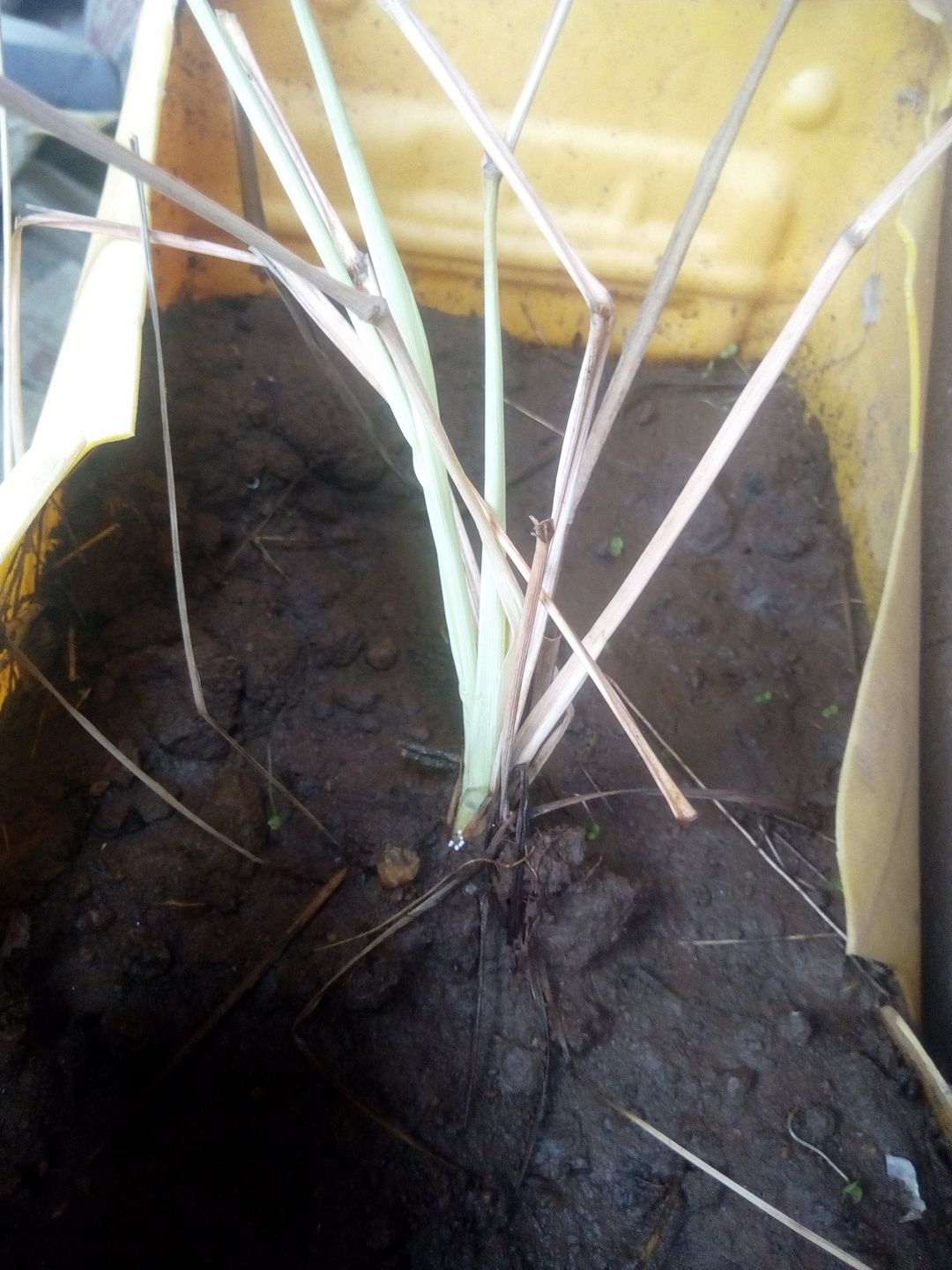 Olagunju Abiola's post on Goodwall - My impacts of plants are ...