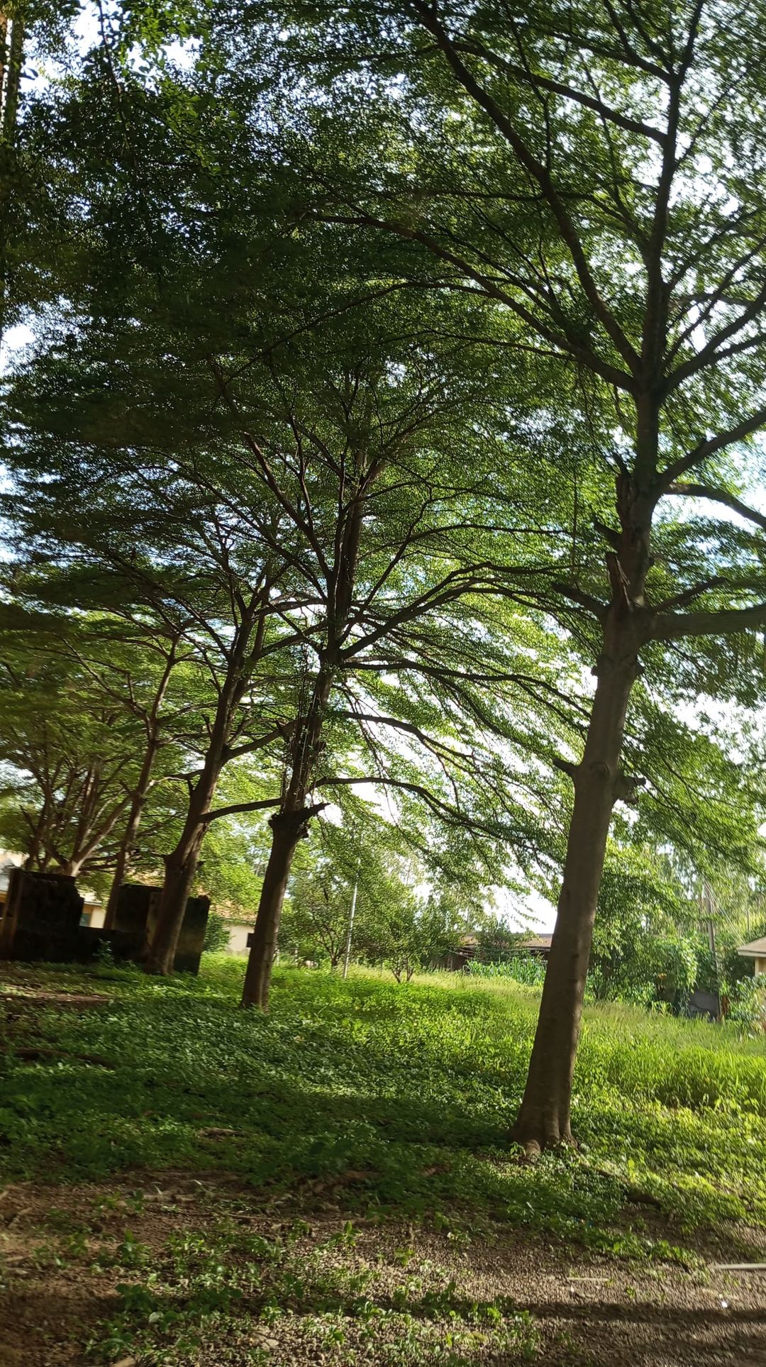 Amaefuna Kamsiyochukwu's post on Goodwall - Tall trees rise high into ...