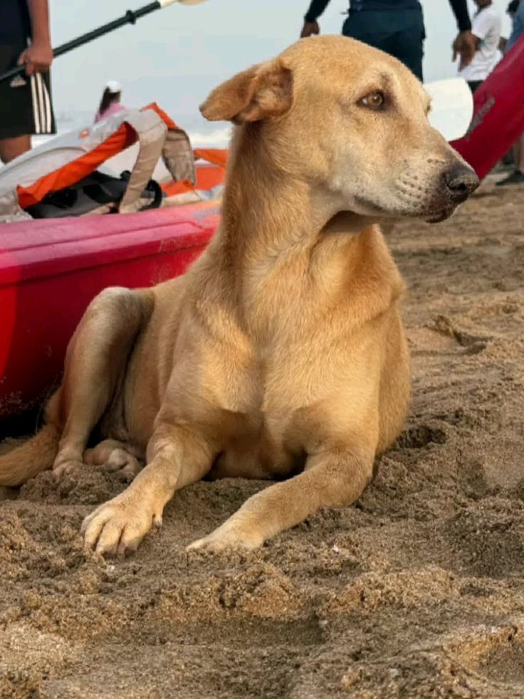 Michael G Jackson's post on Goodwall - I rescued my local dog with ...