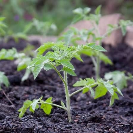 James Joshua's post on Goodwall - This image shows a young tomato plant ...