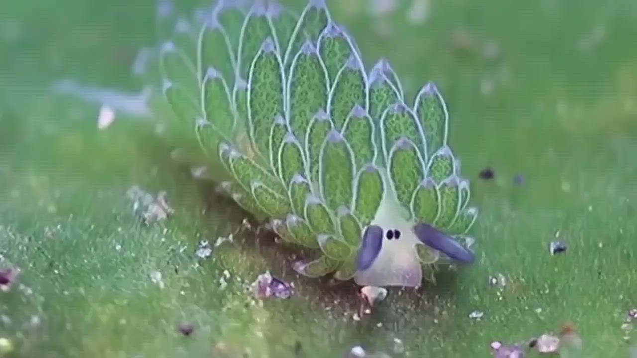 Ade Galaxy's post on Goodwall - The leaf sheep (Costasiella kuroshimae ...