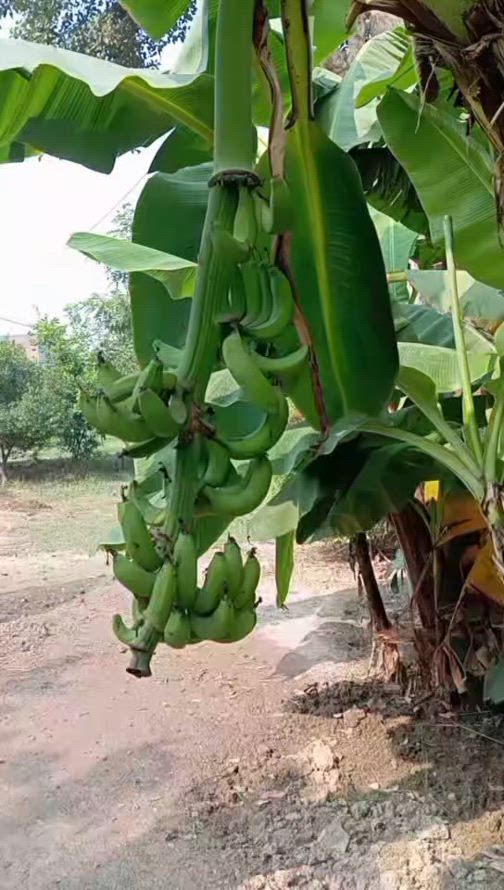 Meerab Arshad's post on Goodwall - 🌿🍌 “A beautiful glimpse into the wonders of nature . The ...