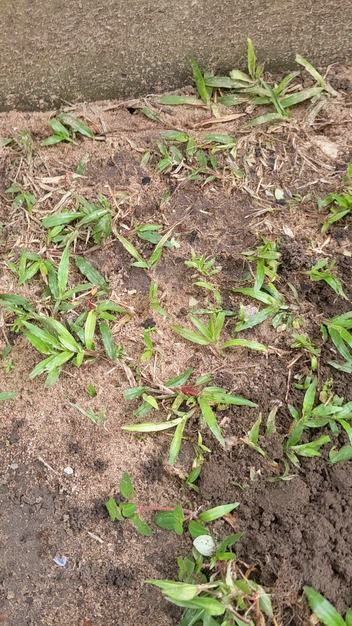 Kelechi Obasi's post on Goodwall - #PlantTrees i planted a plantain ...