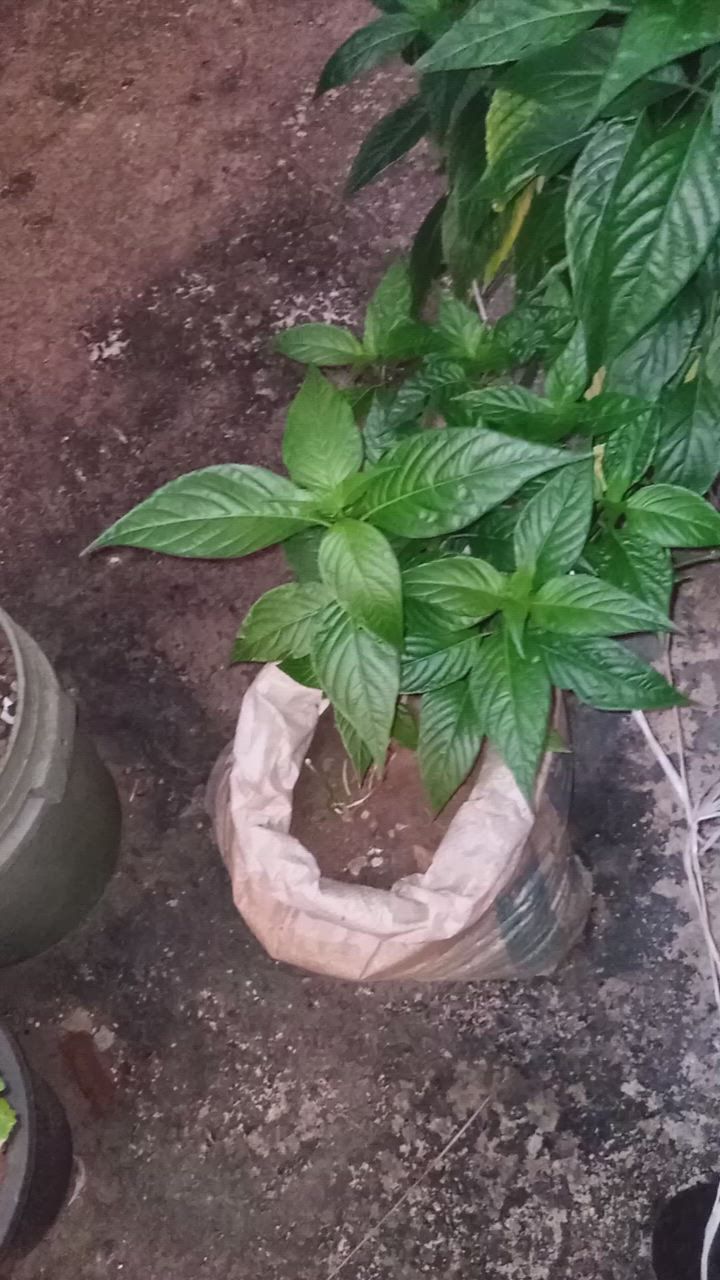 Blessing Danjuma Gotom's post on Goodwall - I have different plants ...